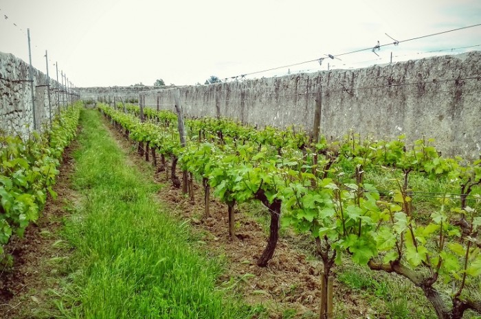 Les Vins de Saumur – Découvrir le vignoble aux 7 appellations Saumur ...